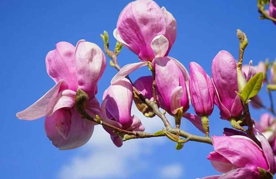 Çiçek İsimleri - 40+ Çiçek Çeşitleri ve İsimleri (Fotoğraflı) | Hediye ...